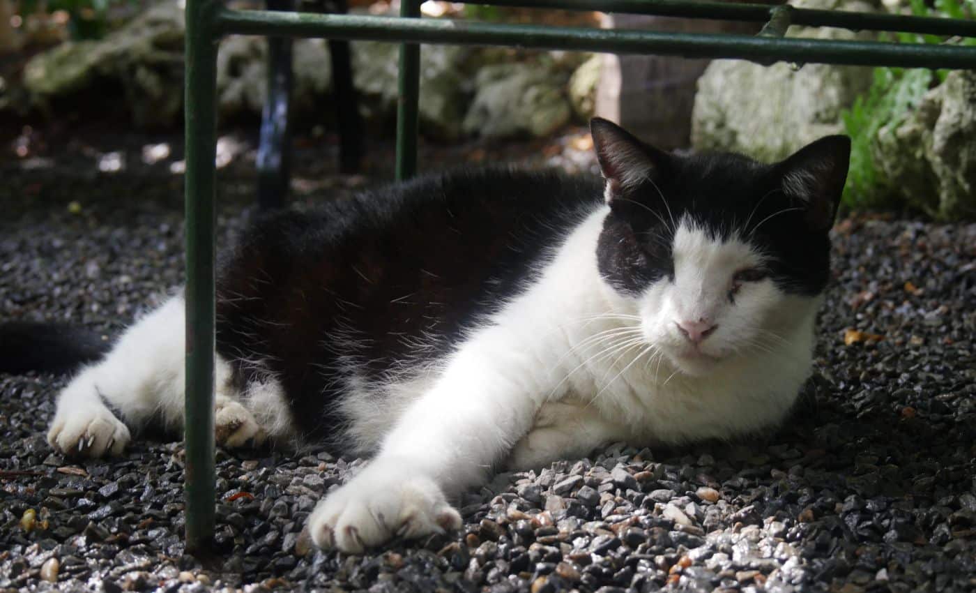 Mejores actividades para hacer en Key West: la guía que necesitas